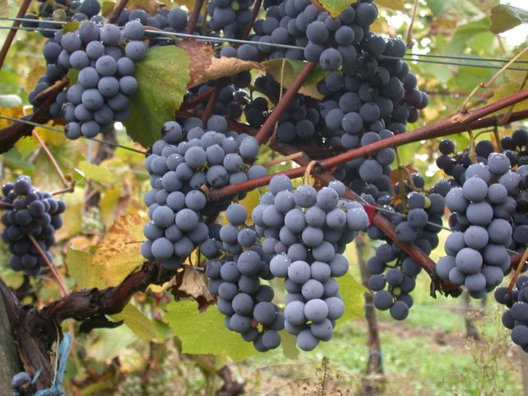 Exploring Pinotage, South Africa's Signature Wine - Demand Africa