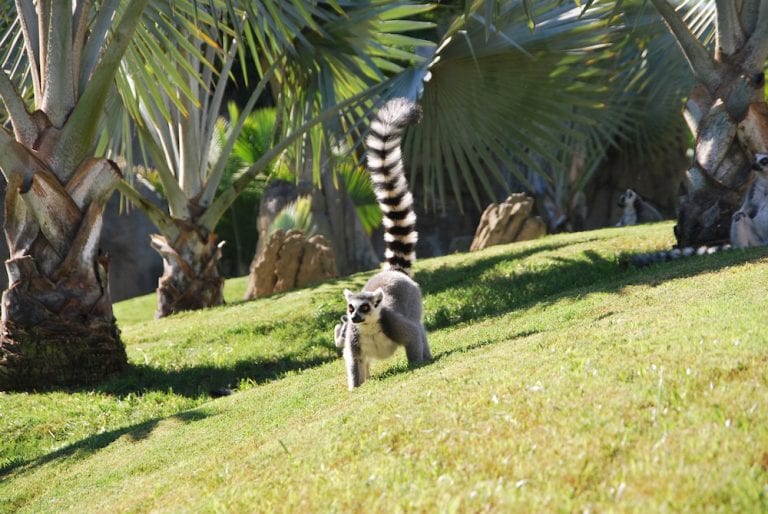 The Island of Madagascar is a Truly Unique Place - Demand Africa