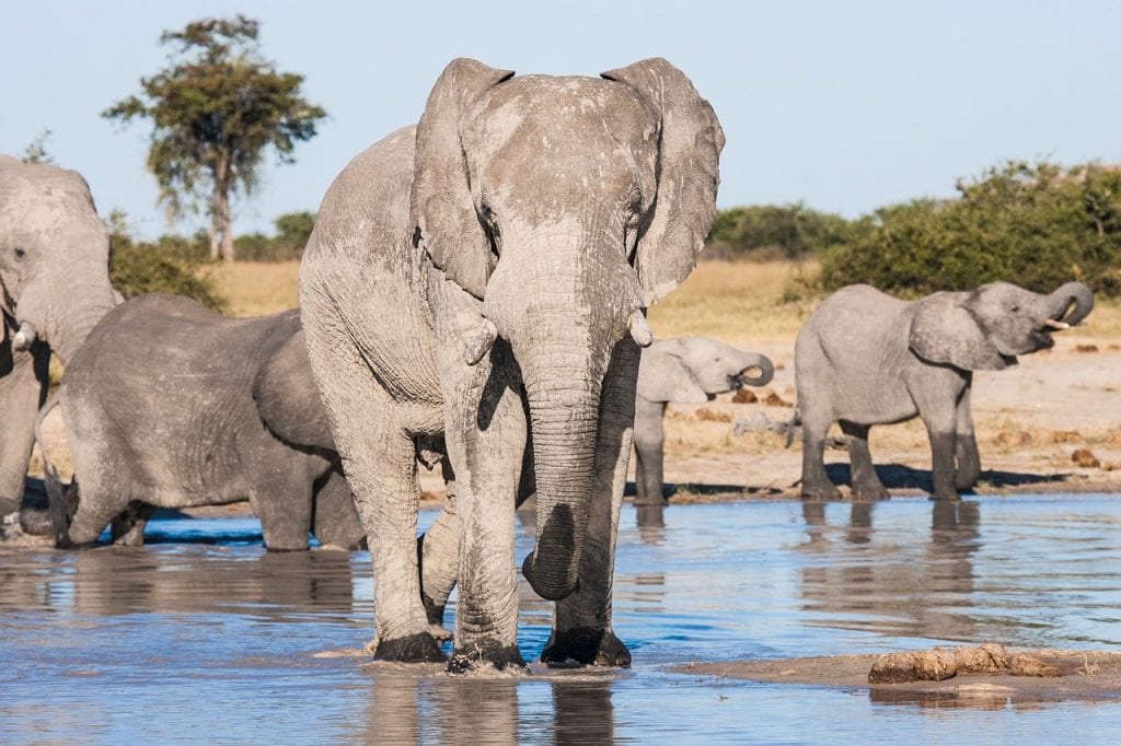 The Perfect Botswana Travel Guide - Demand Africa