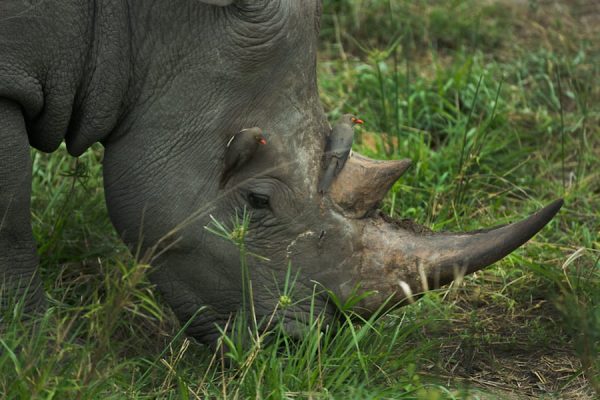 Big Five Game: What is a Big Five Safari? - Demand Africa