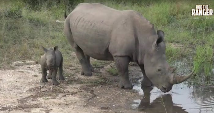 Rob the Ranger Explores The Wonders of Wildlife With You - Demand Africa