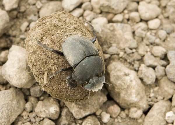 Nice And Juicy! 15 Edible African Bugs - Demand Africa