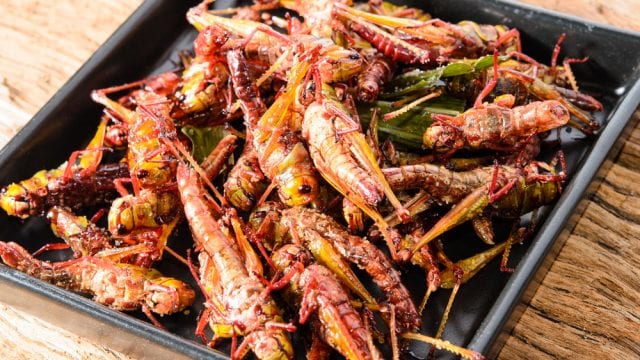Nice And Juicy! 15 Edible African Bugs - Demand Africa