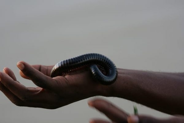 Nice And Juicy! 15 Edible African Bugs - Demand Africa