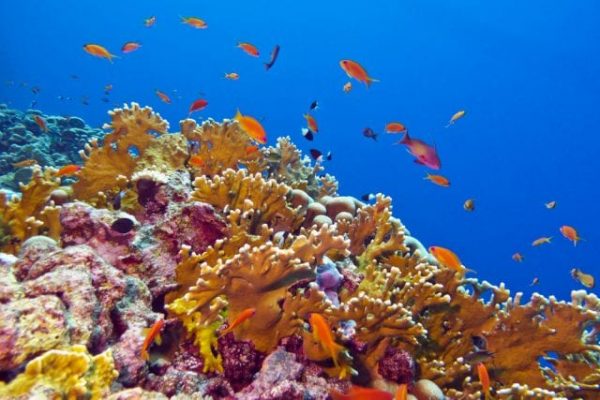 Why You Should Visit The Quirimbas Archipelago In Mozambique - Demand ...