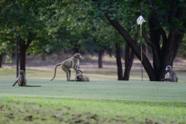 The Best Golf Courses To See Wild Animals In Africa - Demand Africa