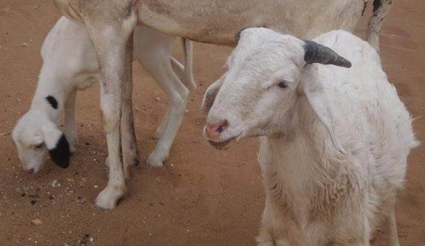 15 Facts You Might Not Know About Senegal - Demand Africa