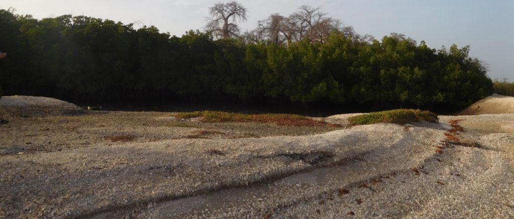 Spotlight on Senegal: The Saloum Delta - Demand Africa